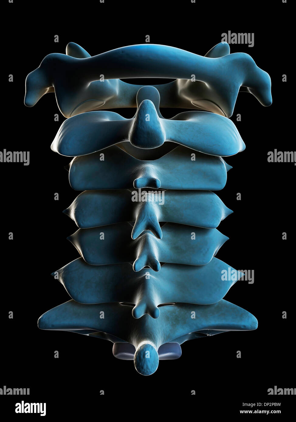 Cervical spine, artwork Stock Photo - Alamy