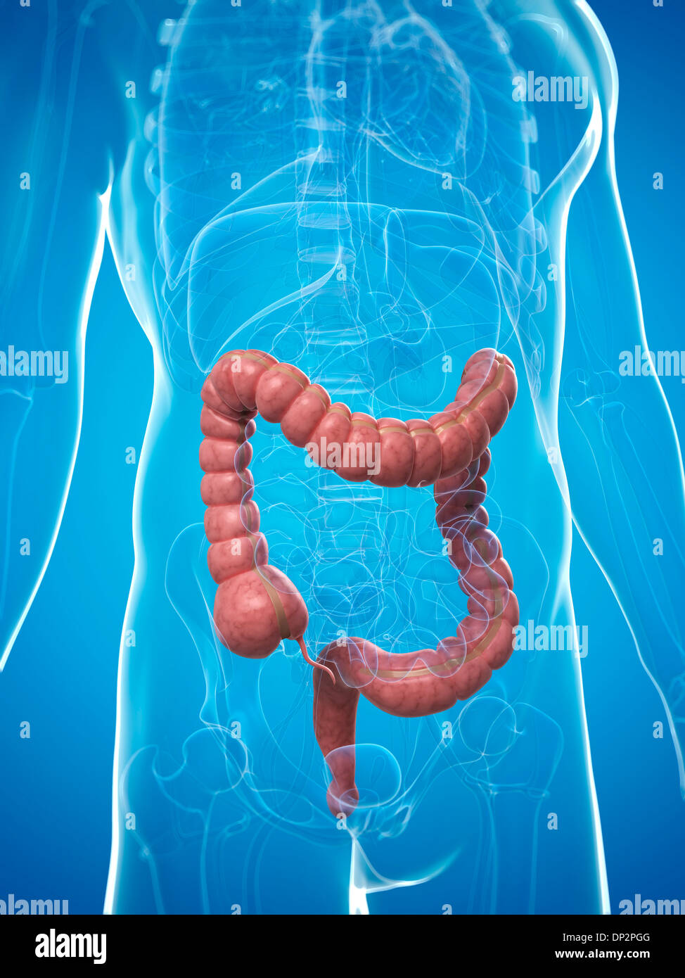 Healthy colon, artwork Stock Photo - Alamy