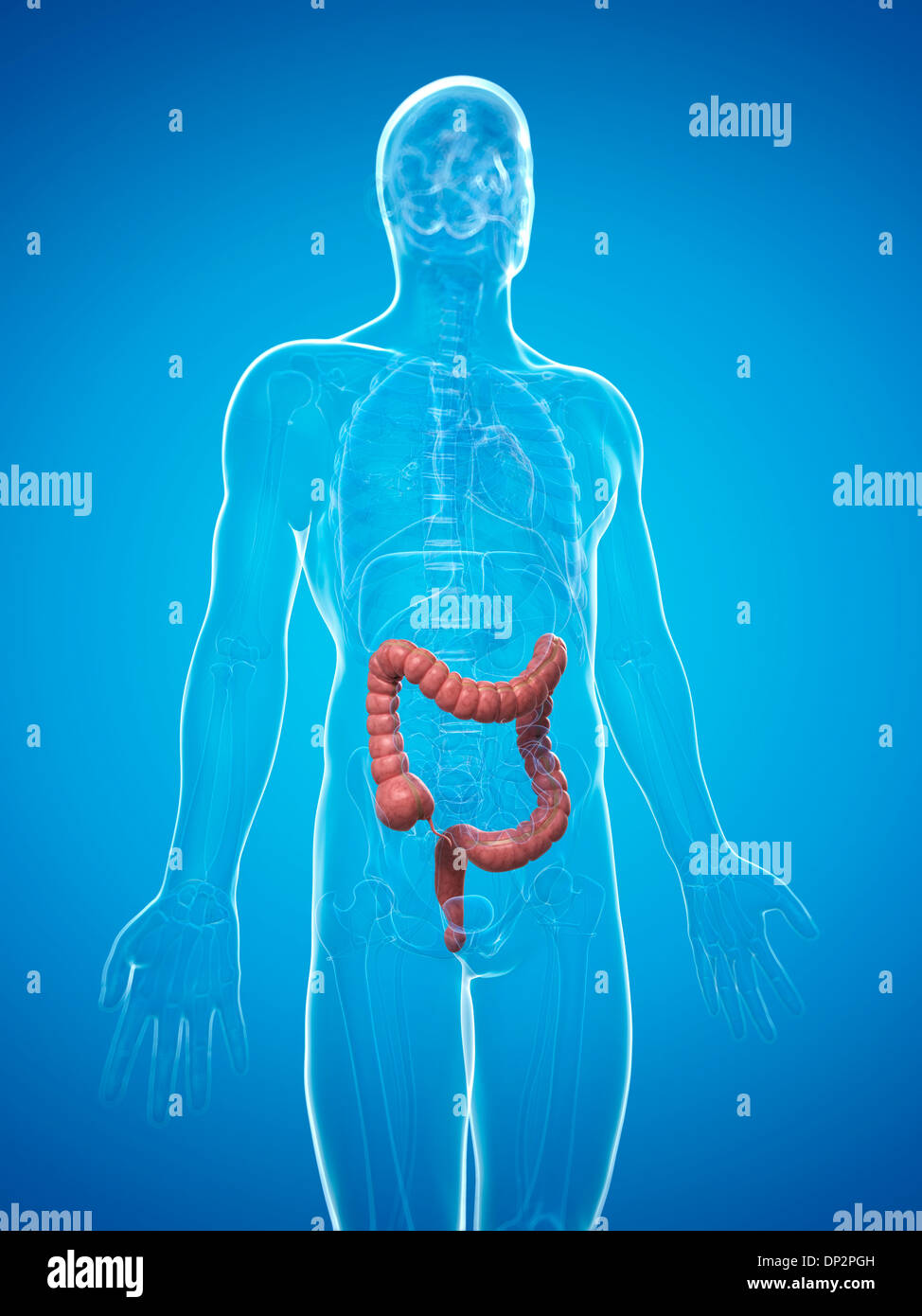 Healthy colon, artwork Stock Photo - Alamy