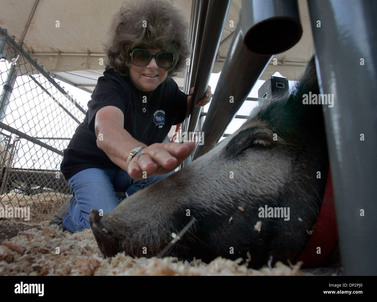Razorback pig usa hi-res stock photography and images - Alamy