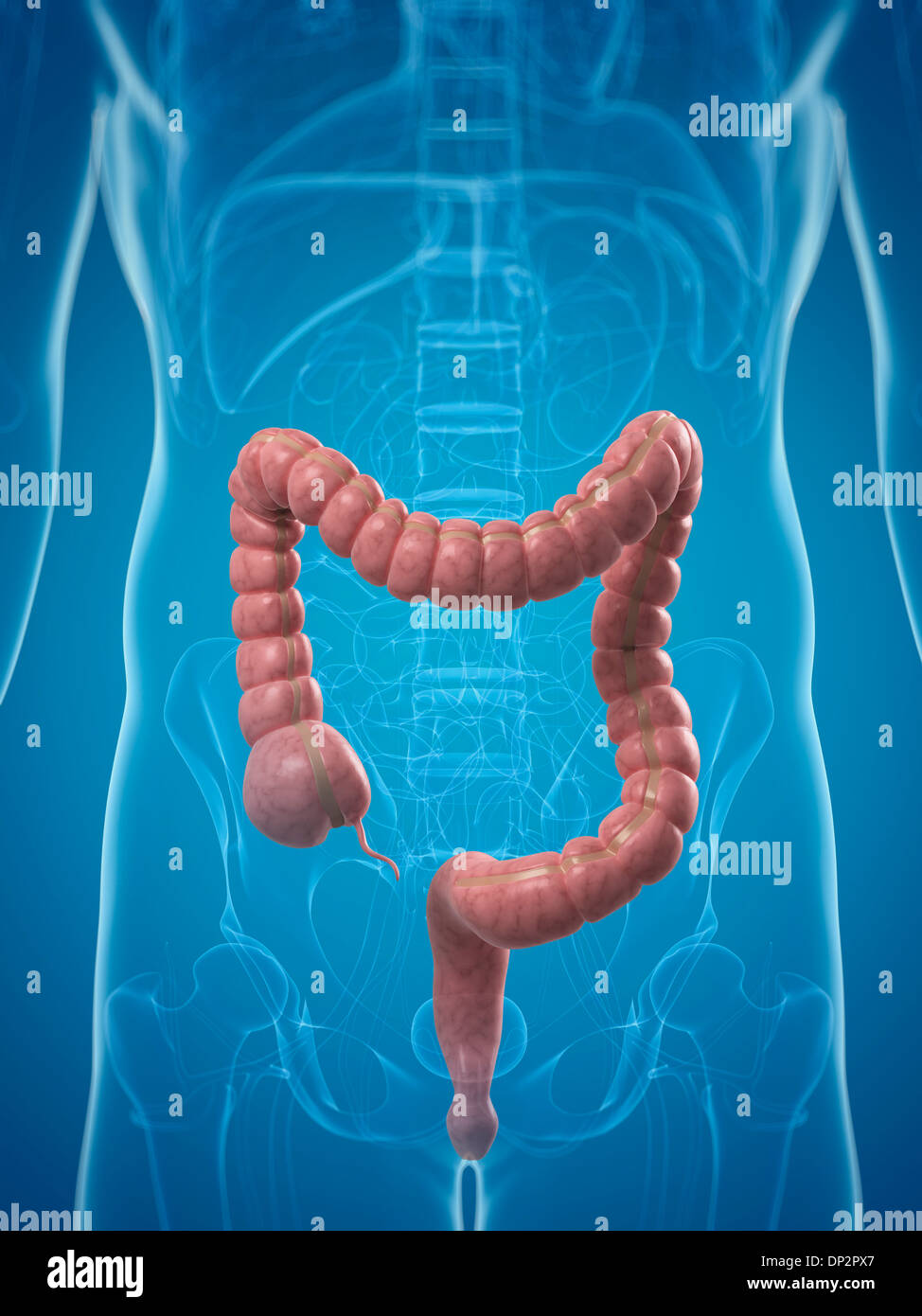 Healthy colon, artwork Stock Photo - Alamy