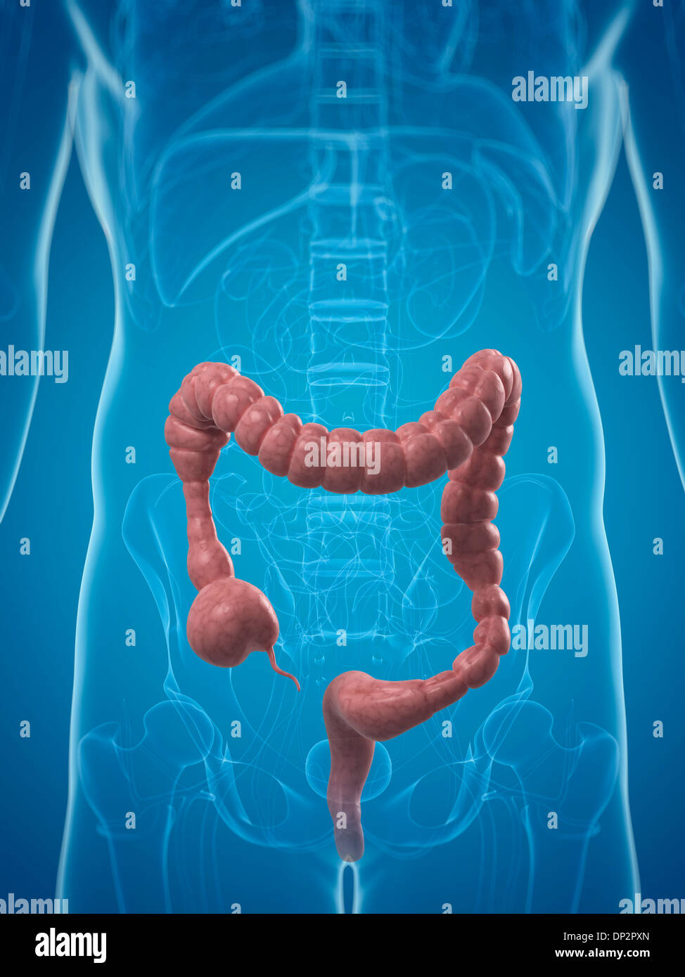 Colon spasms, artwork Stock Photo - Alamy