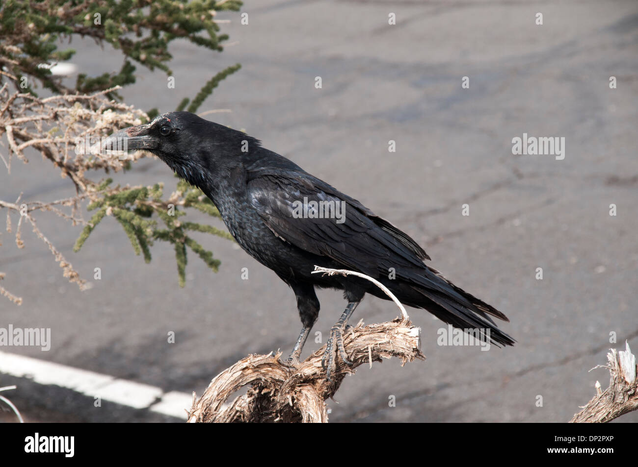 Common Ravens are among the very intelligent and curious animals ...