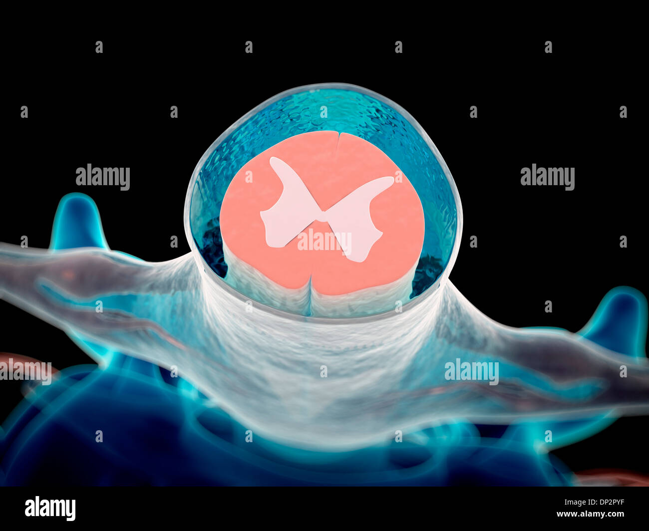 Cerebrospinal fluid, artwork Stock Photo - Alamy