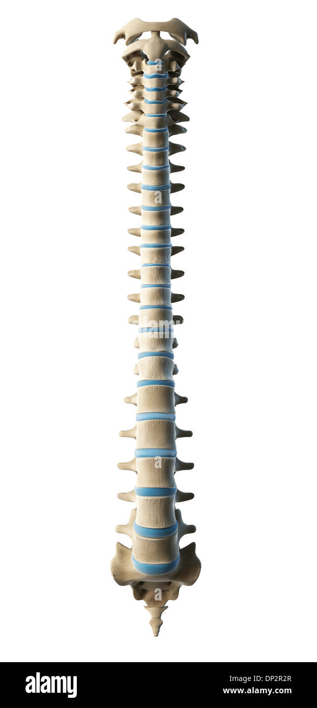Healthy spine, artwork Stock Photo - Alamy