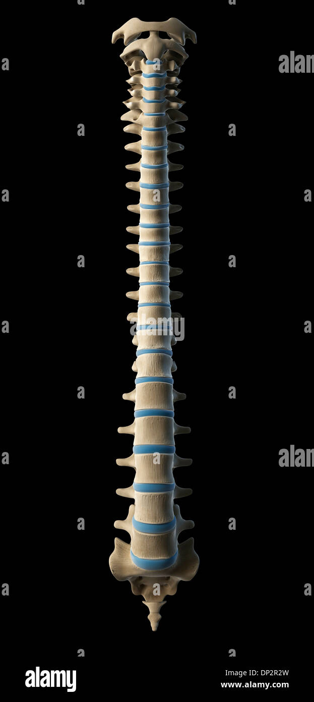 Healthy spine hi-res stock photography and images - Alamy