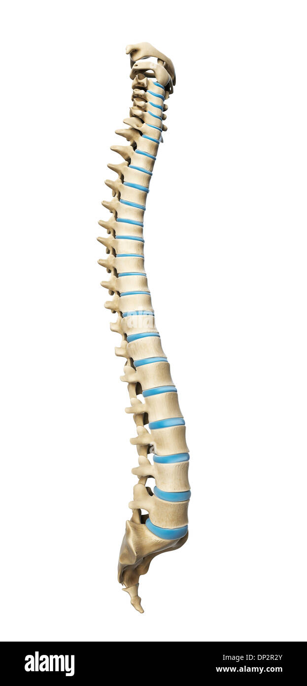Healthy spine hi-res stock photography and images - Alamy