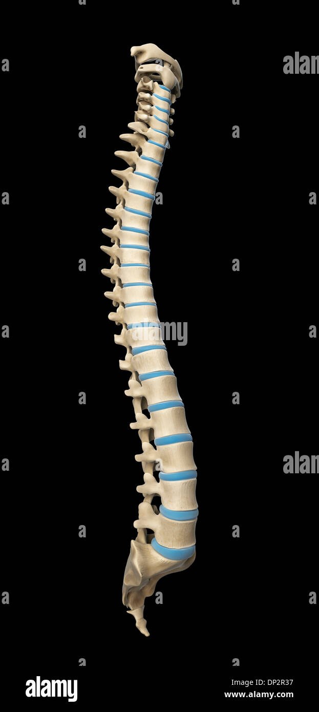 Healthy spine, artwork Stock Photo - Alamy