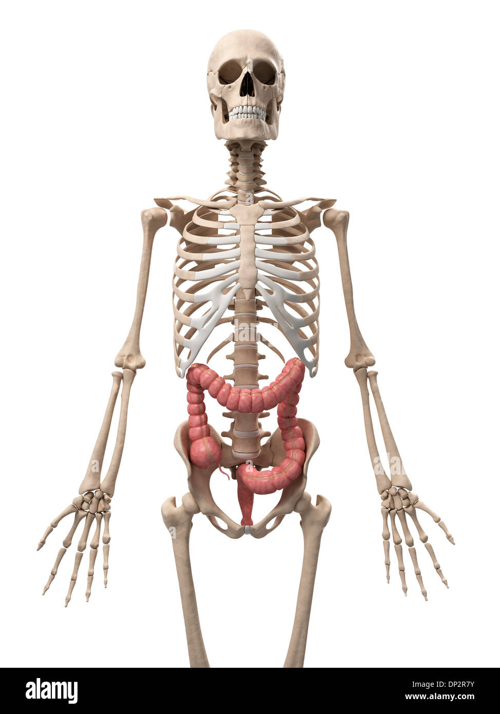 Healthy colon, artwork Stock Photo - Alamy