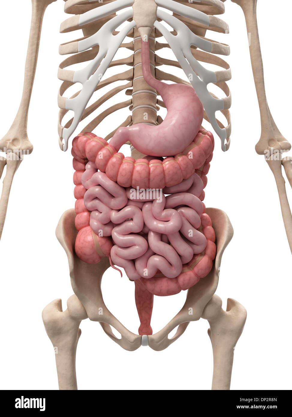 Healthy digestive system, artwork Stock Photo - Alamy
