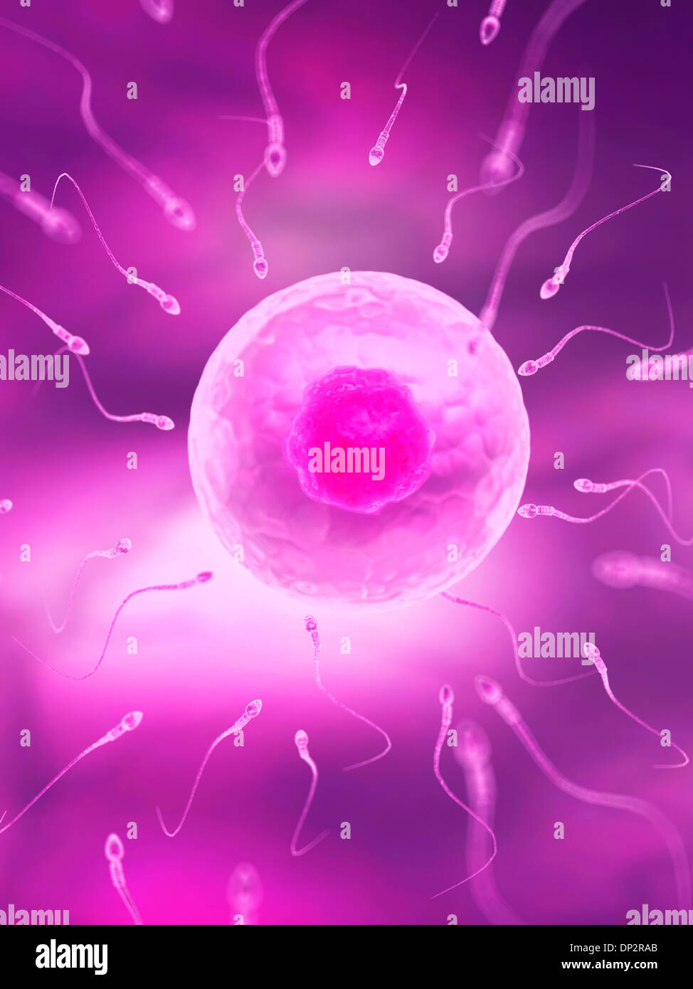Sperm and egg cell, artwork Stock Photo - Alamy