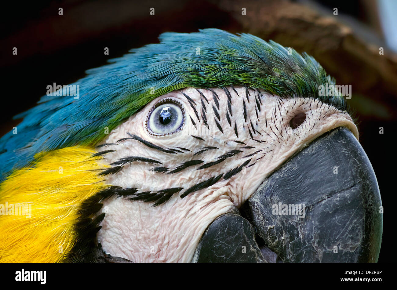 Side view macaw hi-res stock photography and images - Alamy