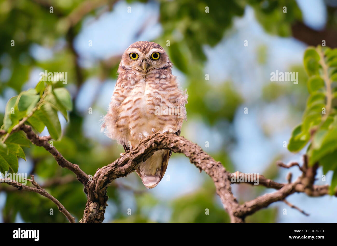 Strigiformes hi-res stock photography and images - Alamy