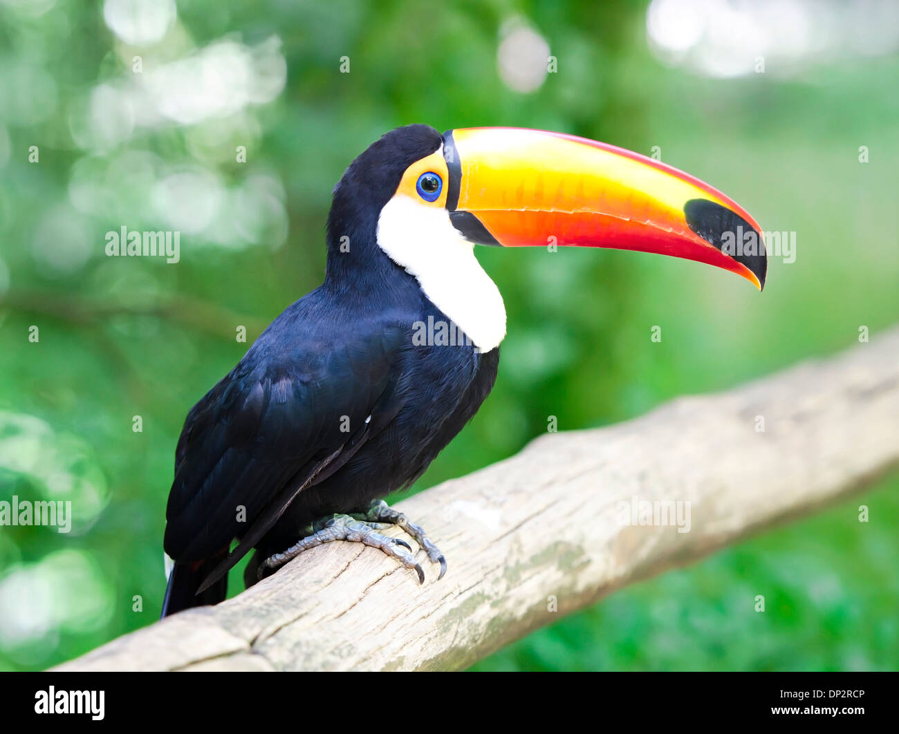 Toucan hi-res stock photography and images - Alamy