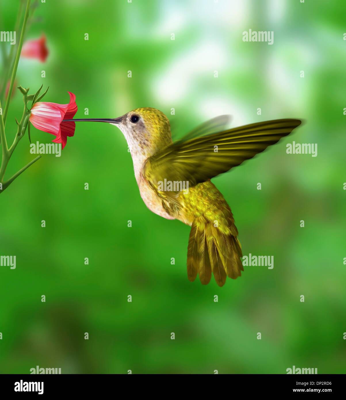 Hummingbird hi-res stock photography and images - Alamy
