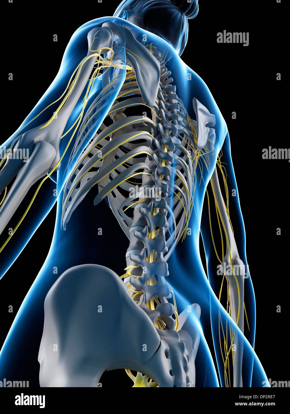 Anatomy of an angel hi-res stock photography and images - Alamy