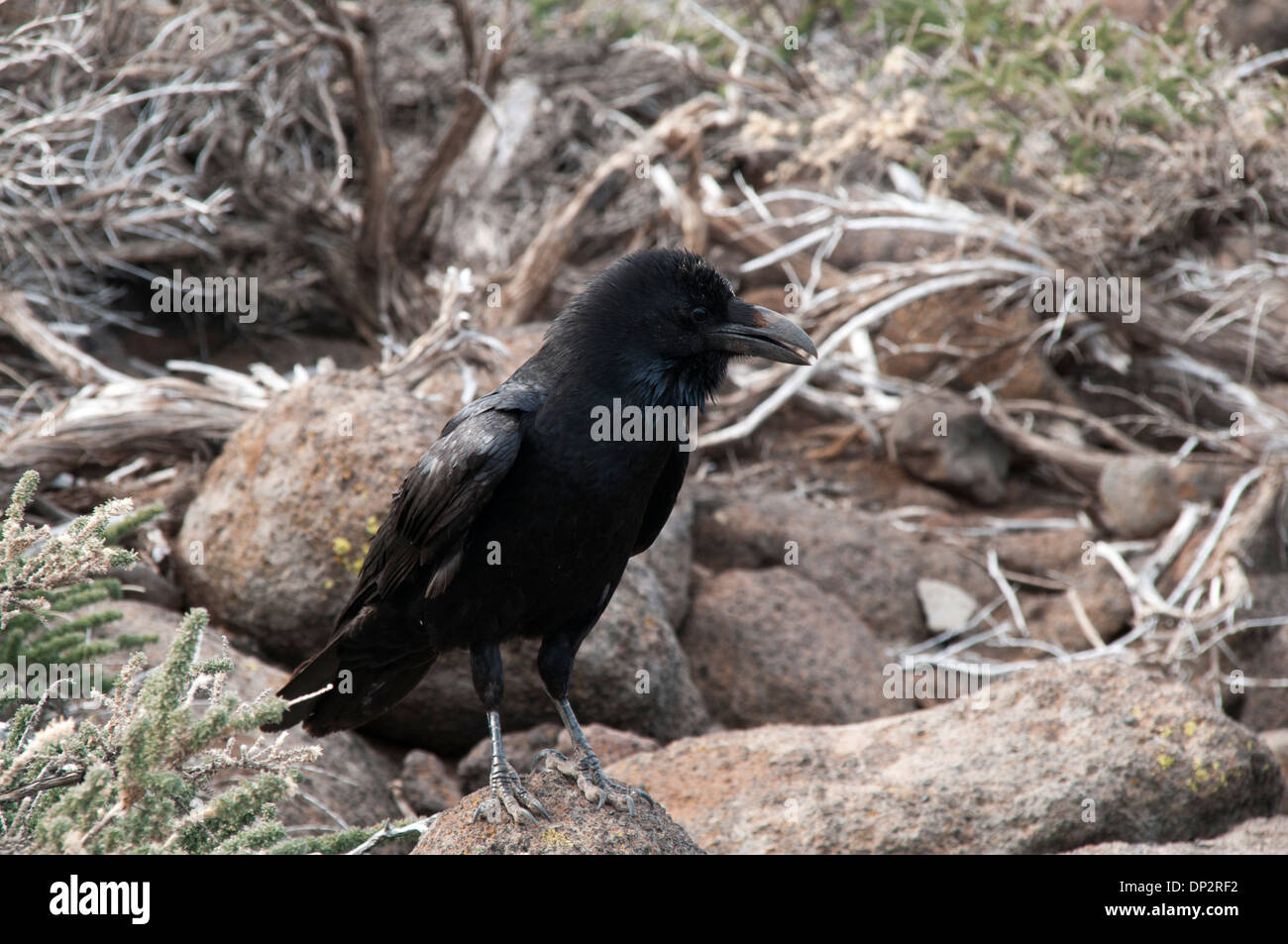 Common Ravens are among the very intelligent and curious animals ...