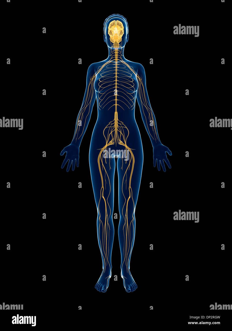 Female nervous system, artwork Stock Photo - Alamy