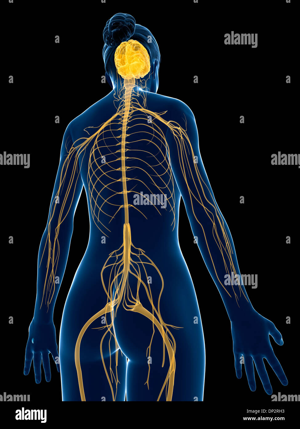 Female nervous system, artwork Stock Photo - Alamy