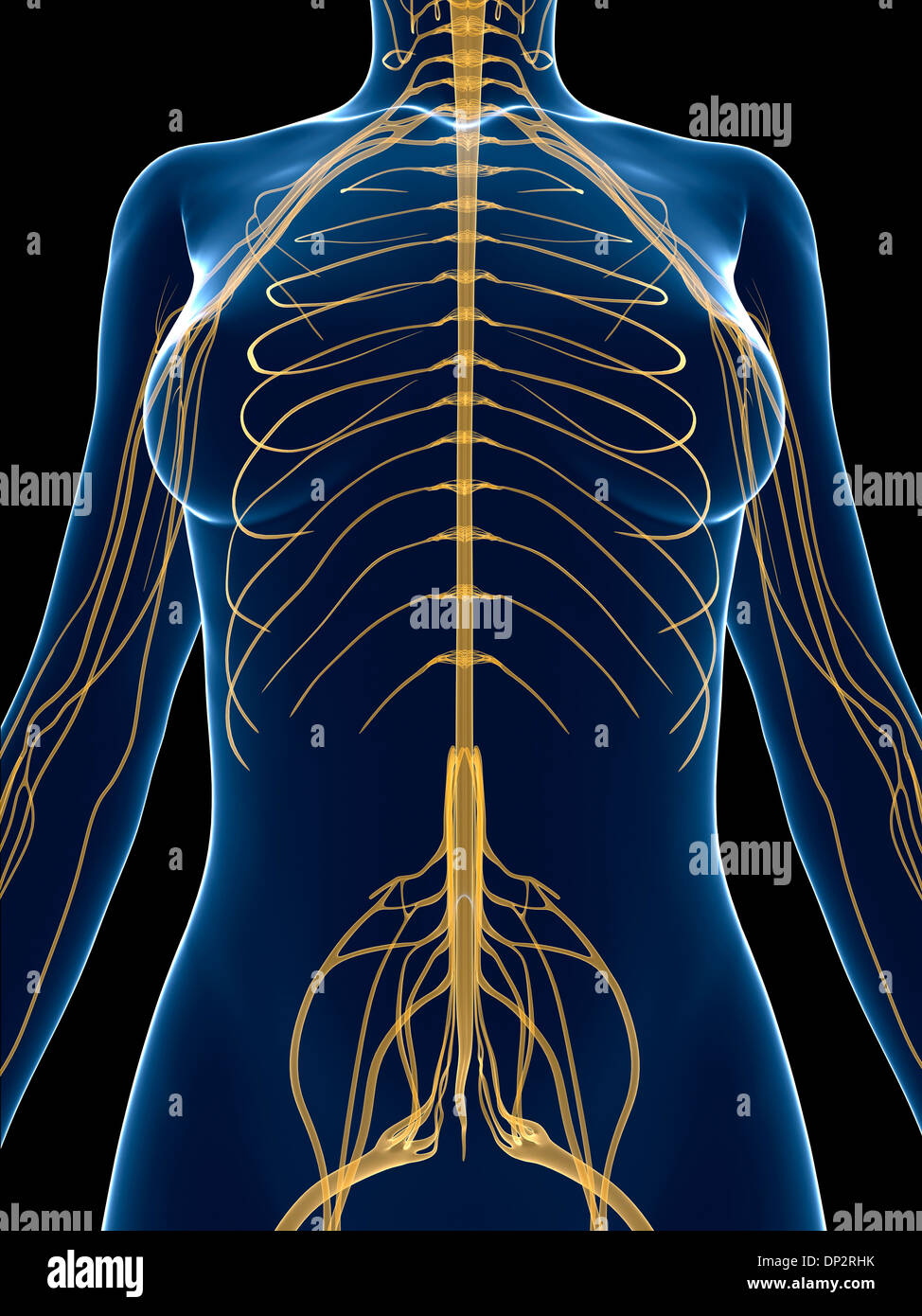 Female nervous system, artwork Stock Photo - Alamy