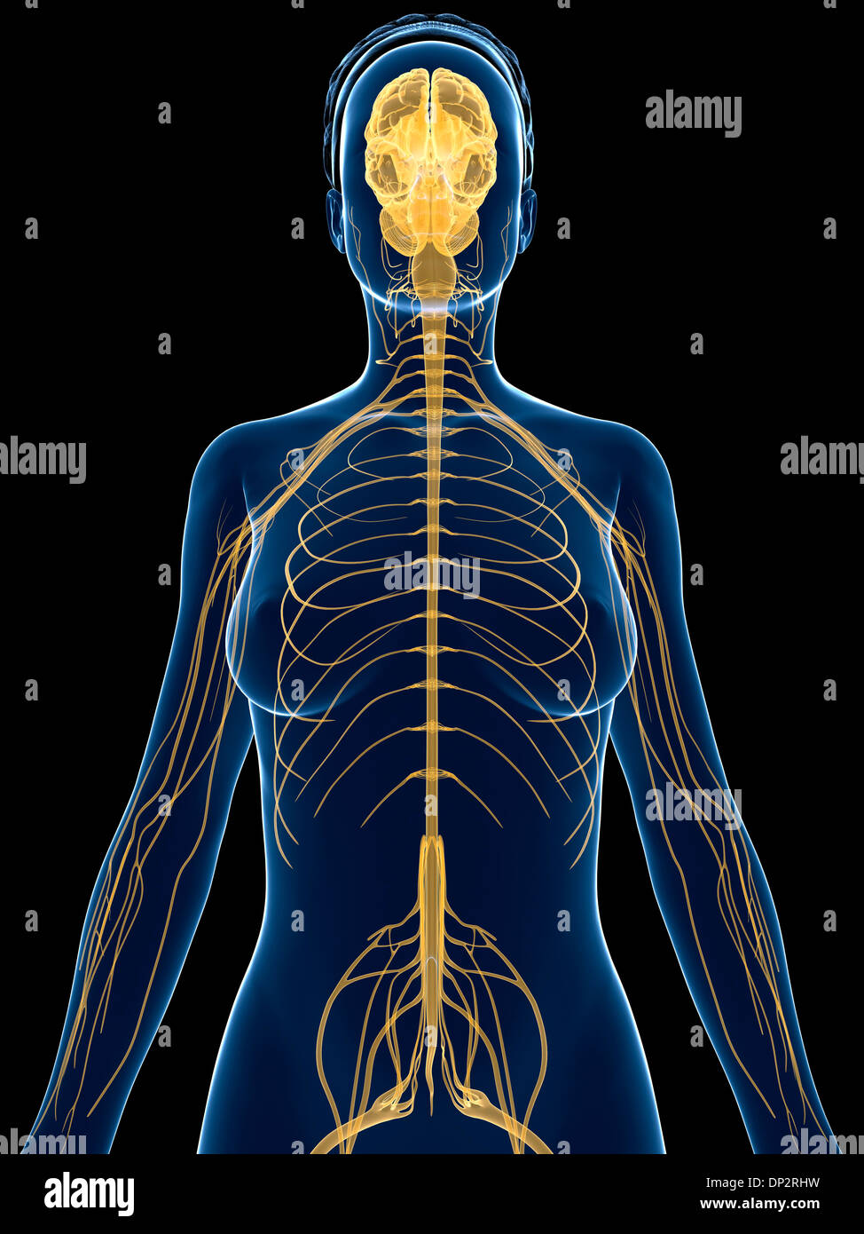 Female nervous system, artwork Stock Photo - Alamy