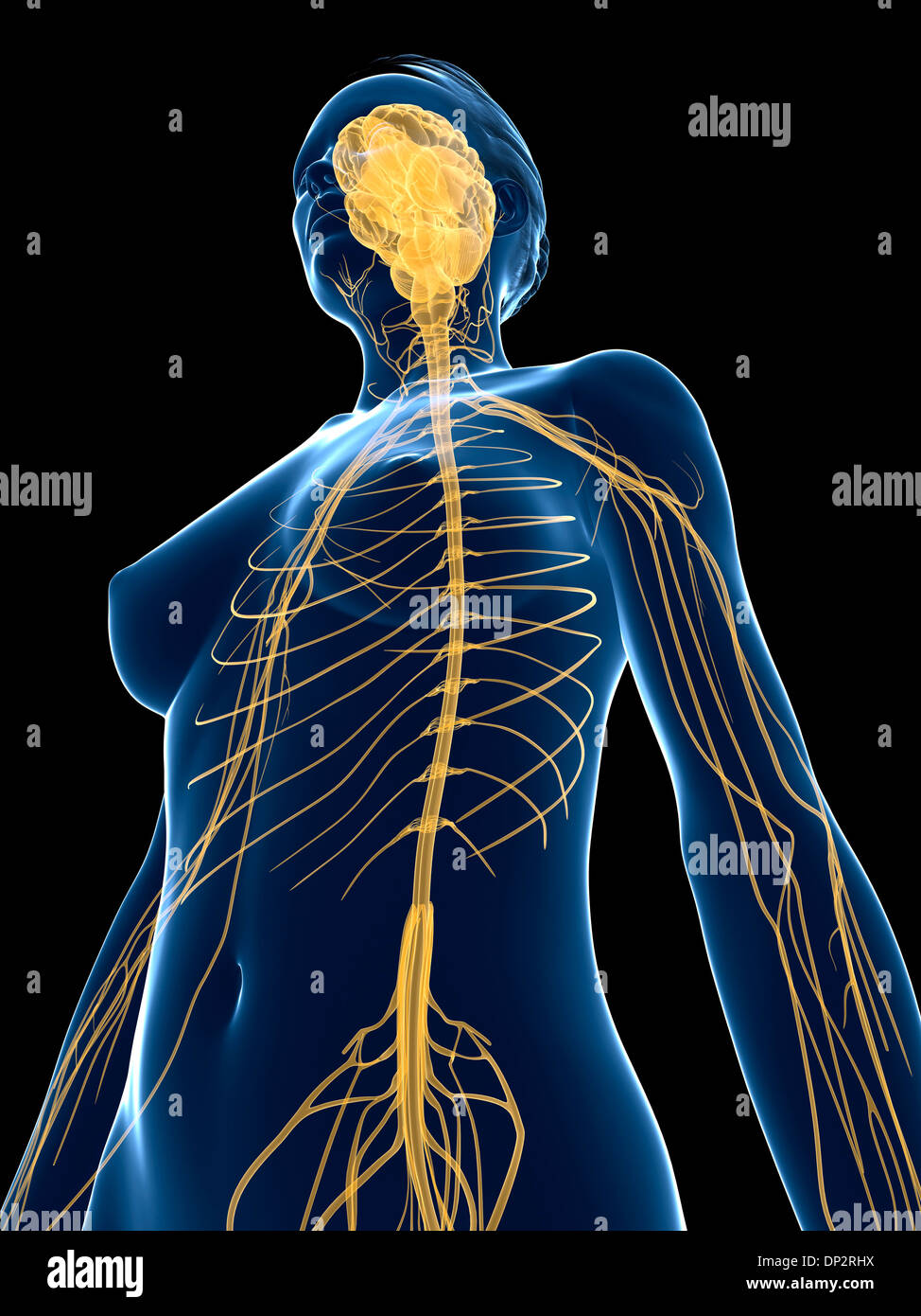 Female nervous system, artwork Stock Photo - Alamy