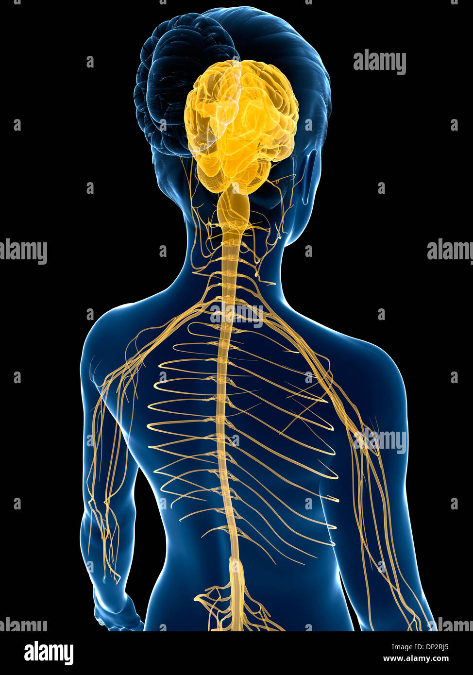 Female nervous system, artwork Stock Photo - Alamy