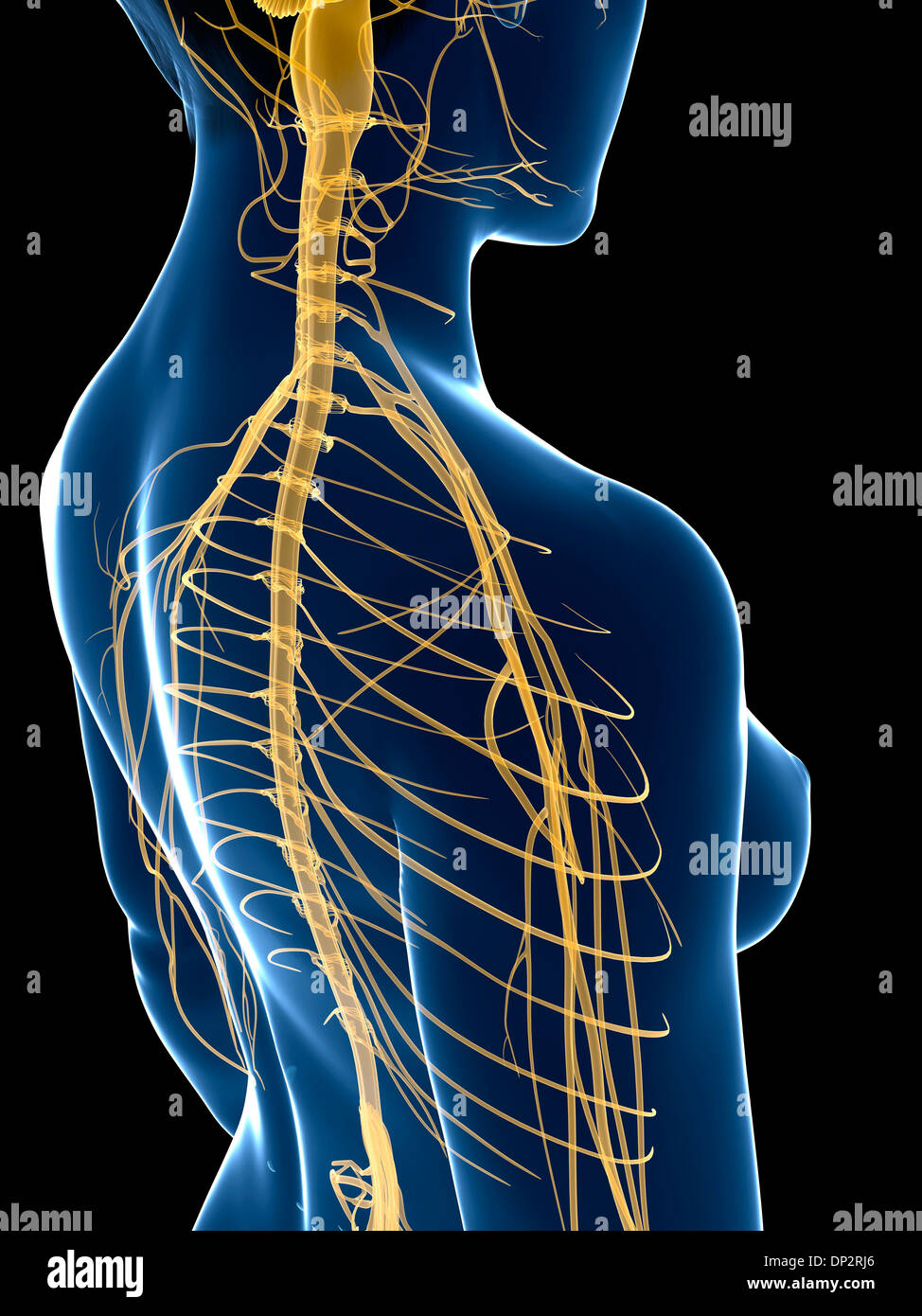 Female nervous system, artwork Stock Photo - Alamy