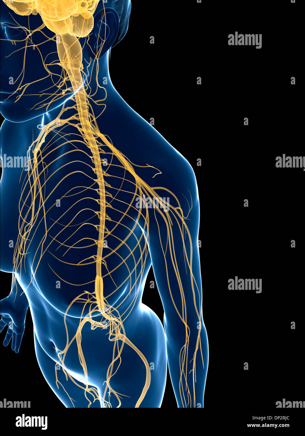Female nervous system, artwork Stock Photo - Alamy