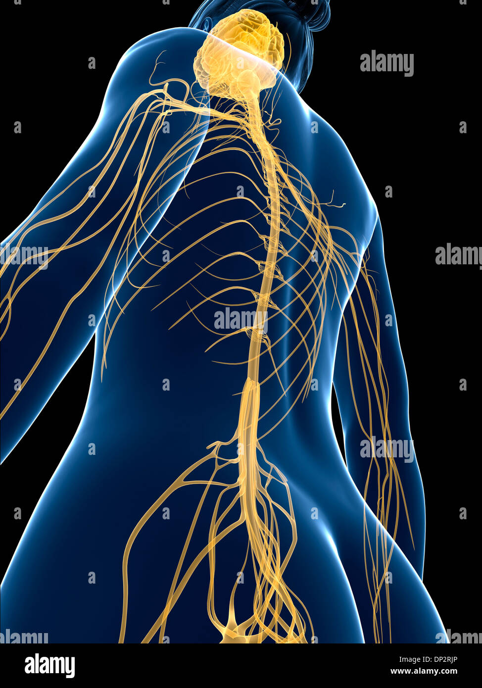 Female nervous system, artwork Stock Photo - Alamy