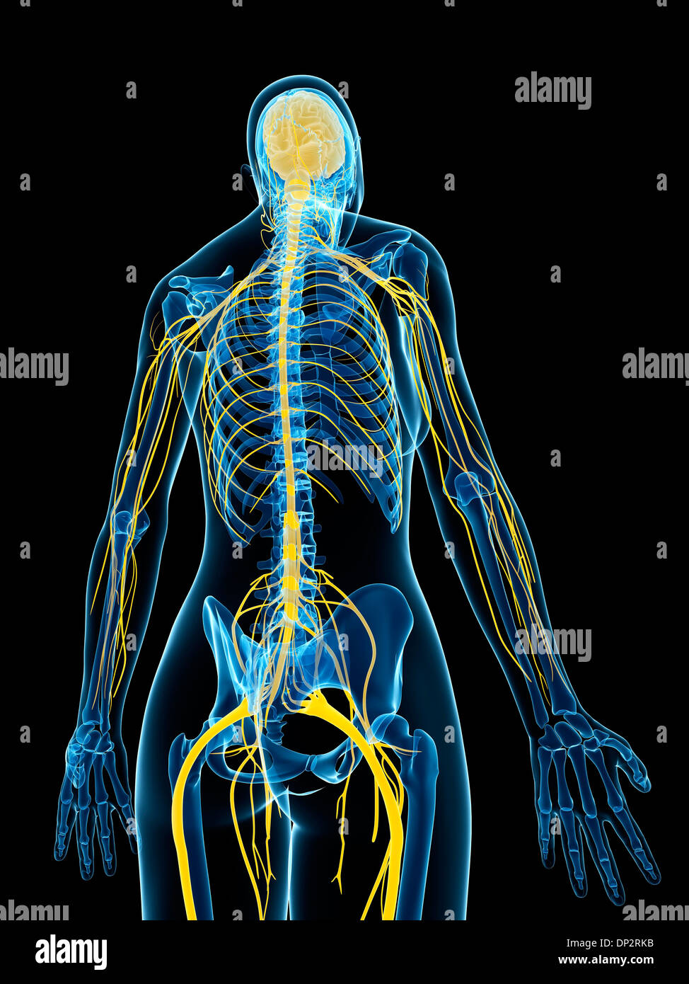 Female nervous system, artwork Stock Photo - Alamy