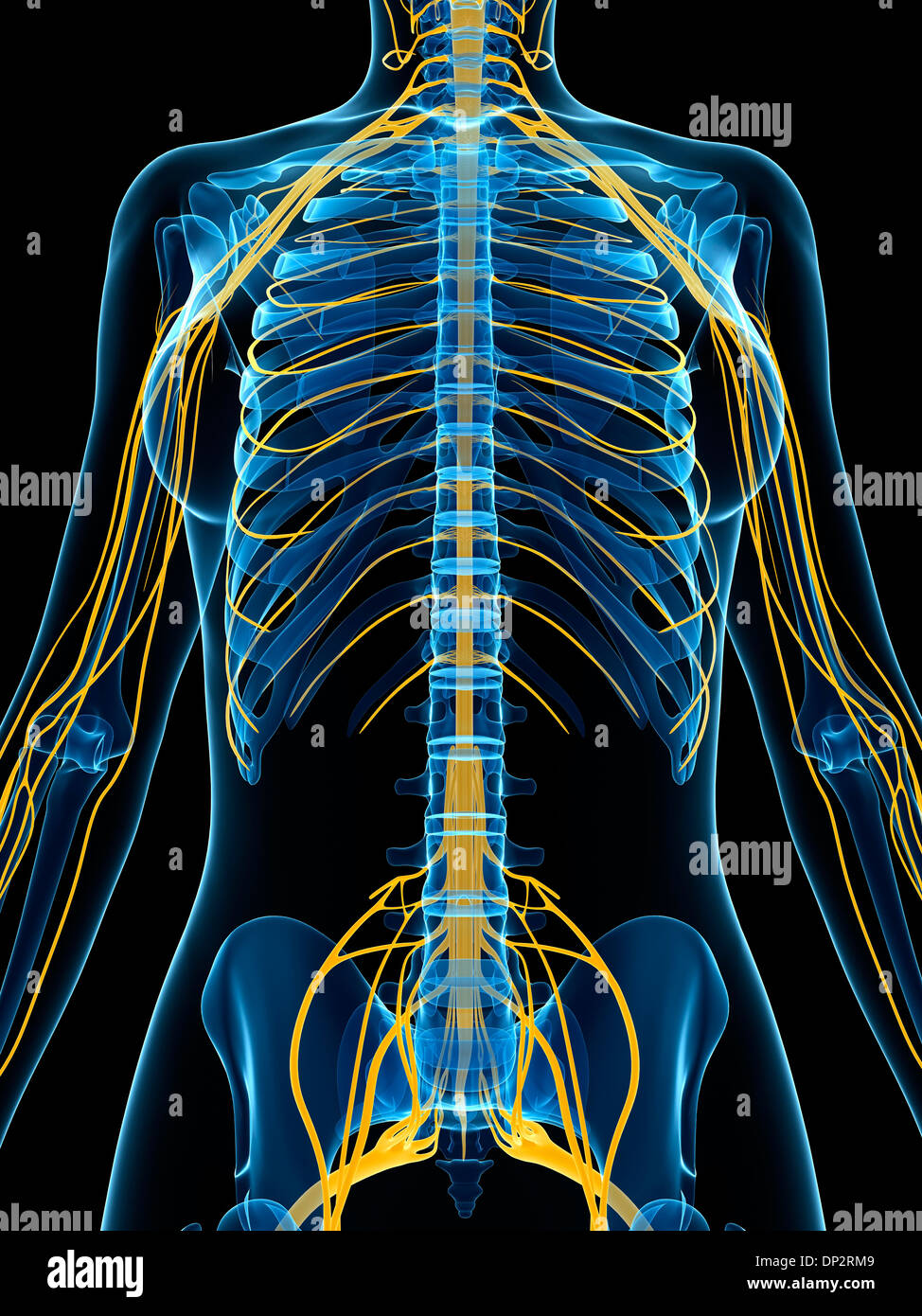 Female nervous system, artwork Stock Photo - Alamy
