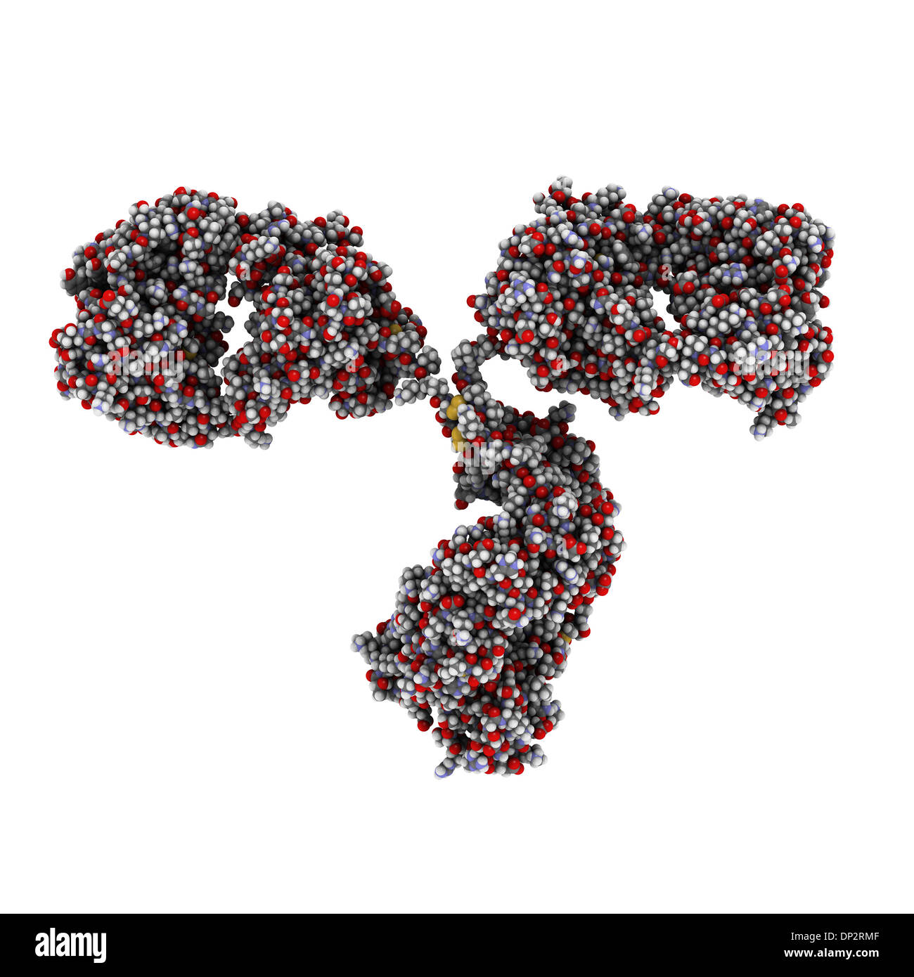Antibody molecule molecular structure monoclonal Cut Out Stock Images ...