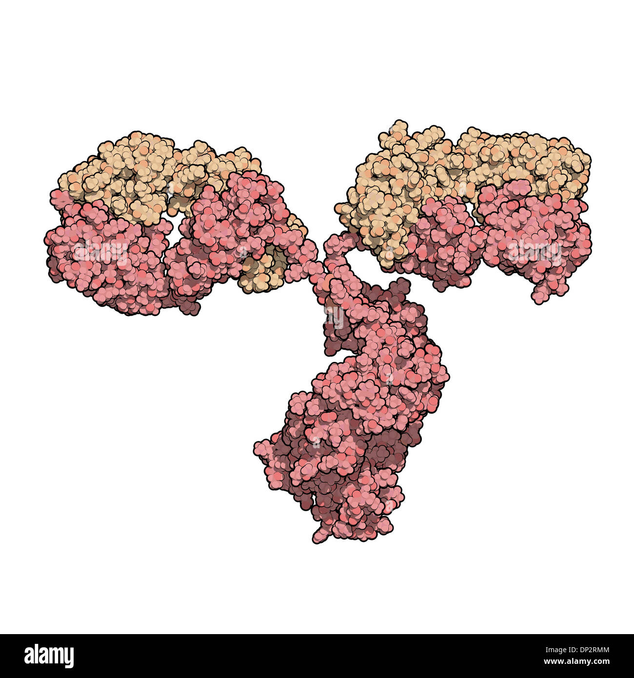 Antibody molecule molecular structure monoclonal hi-res stock photography and images - Alamy