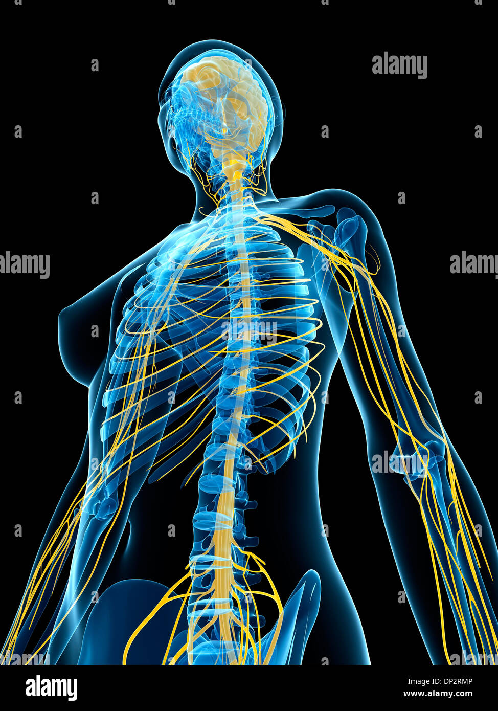 Female nervous system, artwork Stock Photo - Alamy