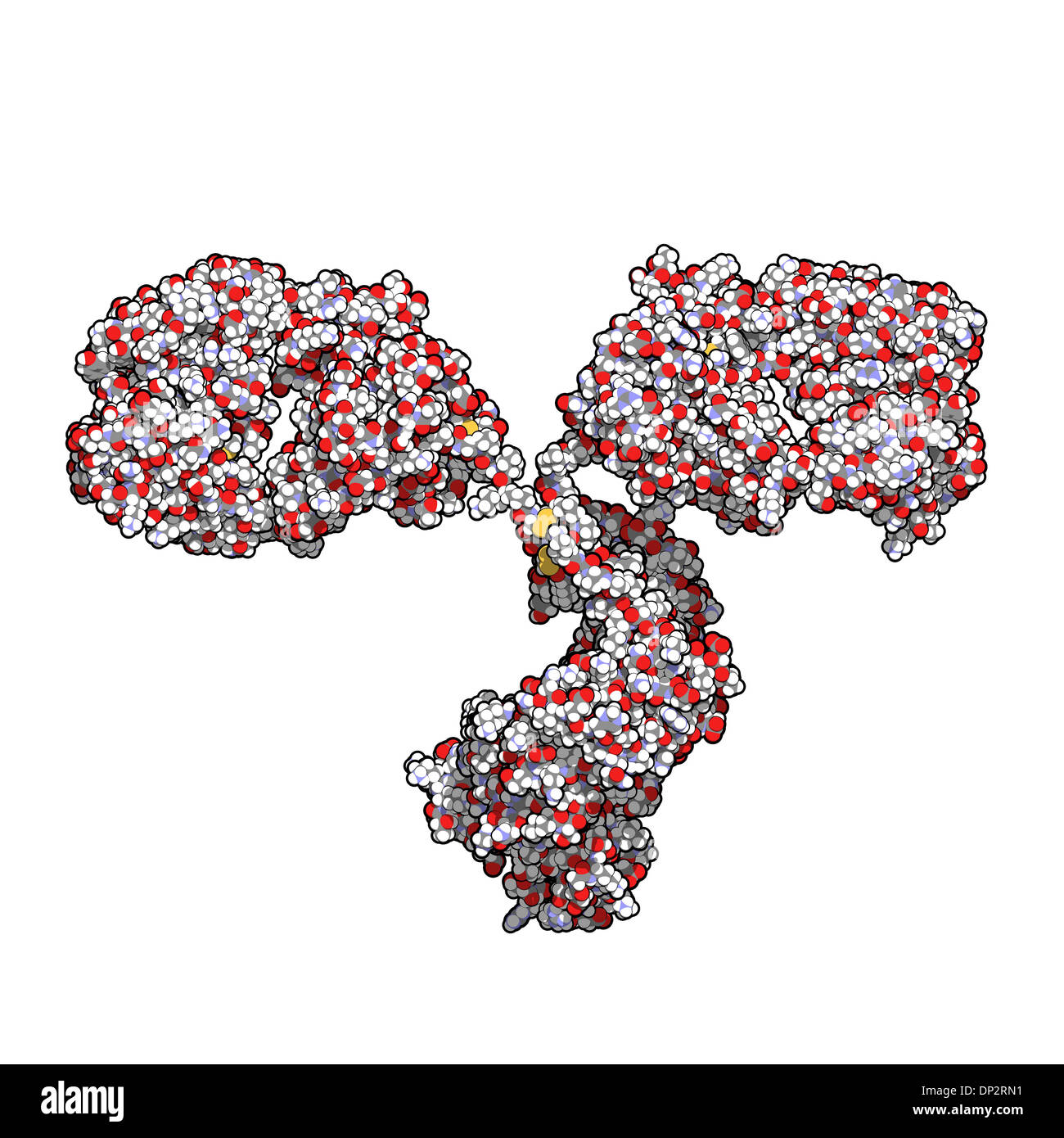 Antibody molecule structure model Cut Out Stock Images & Pictures - Alamy