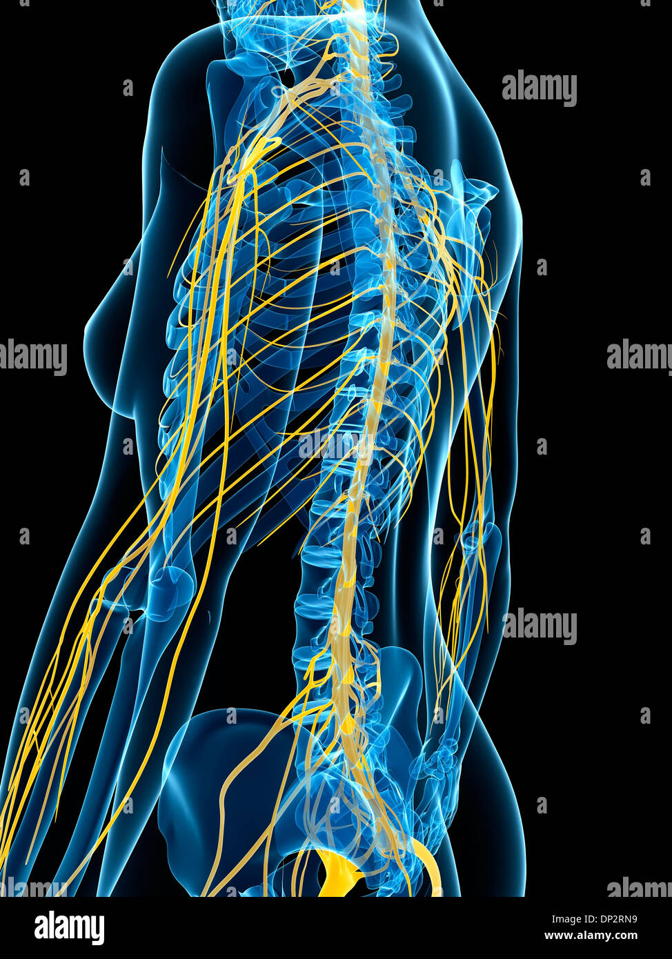 Female nervous system, artwork Stock Photo - Alamy