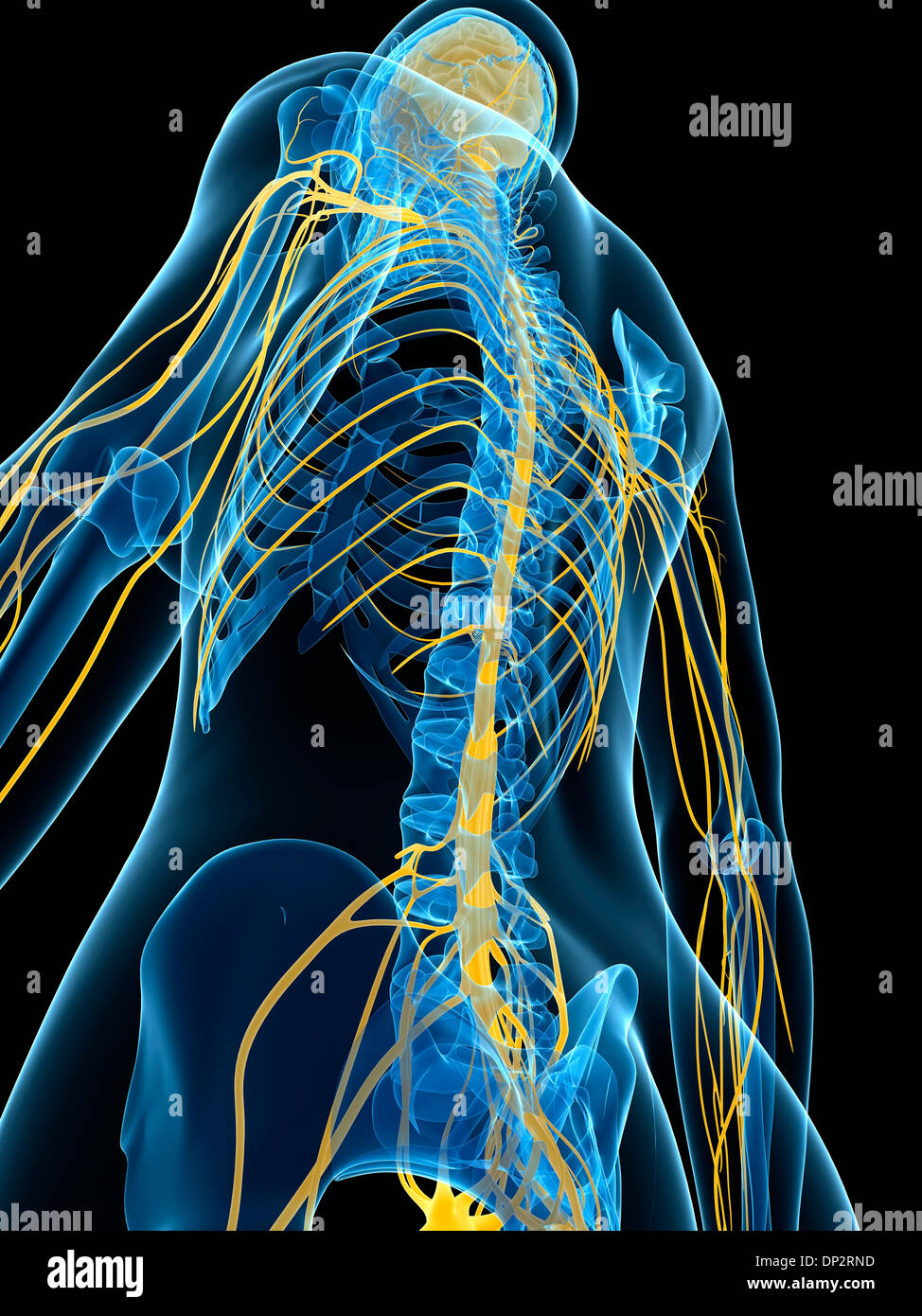 Female nervous system, artwork Stock Photo - Alamy