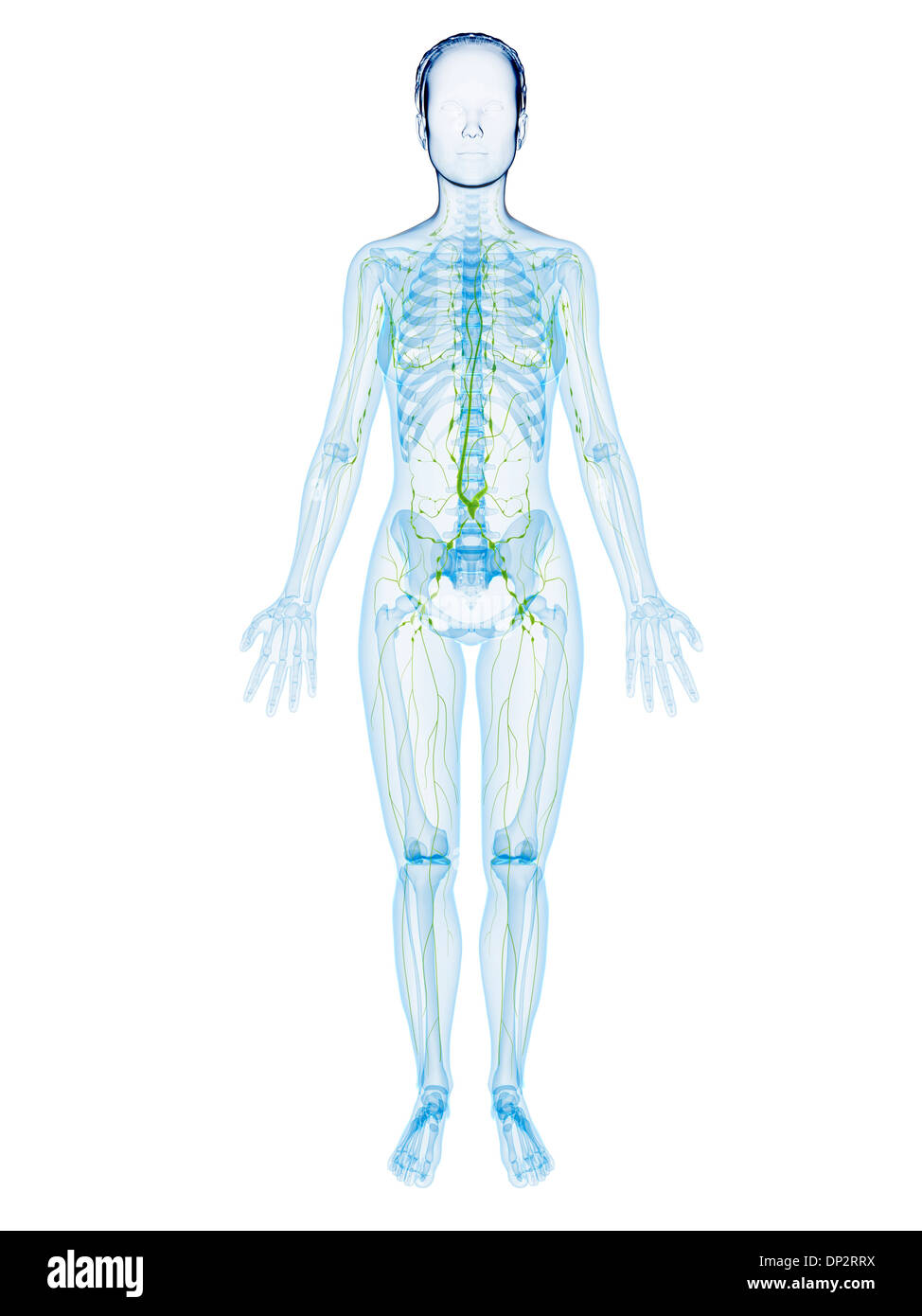 Front view female body Cut Out Stock Images & Pictures - Alamy