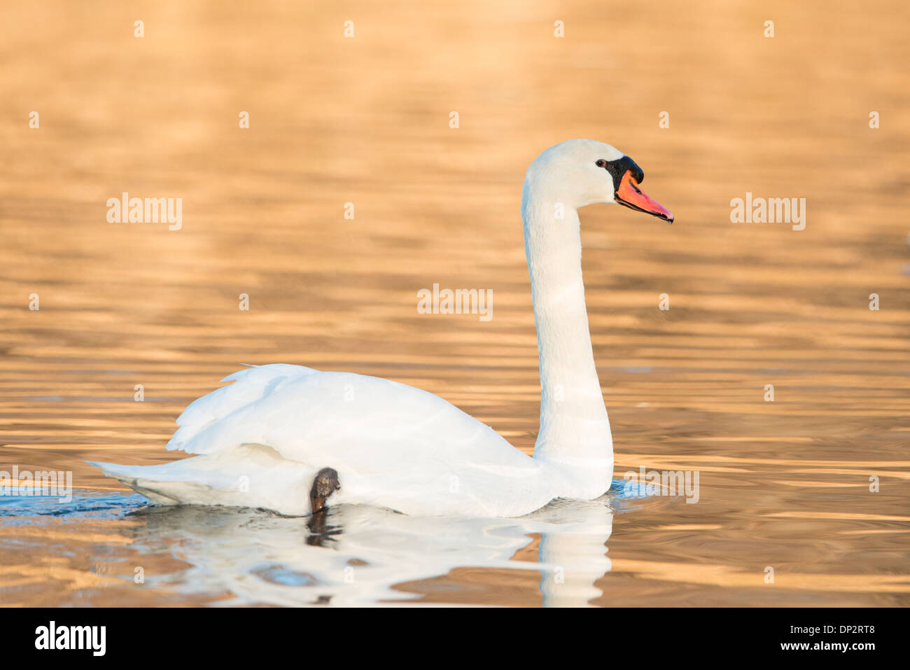 Swan rock hi-res stock photography and images - Alamy