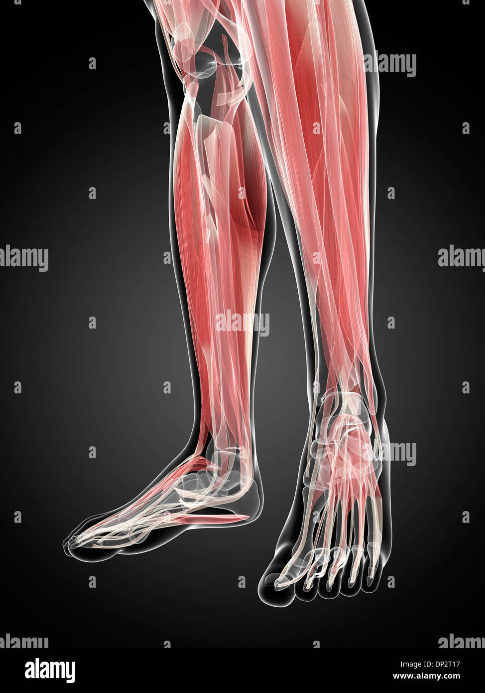 Muscles of the lower leg, artwork Stock Photo - Alamy