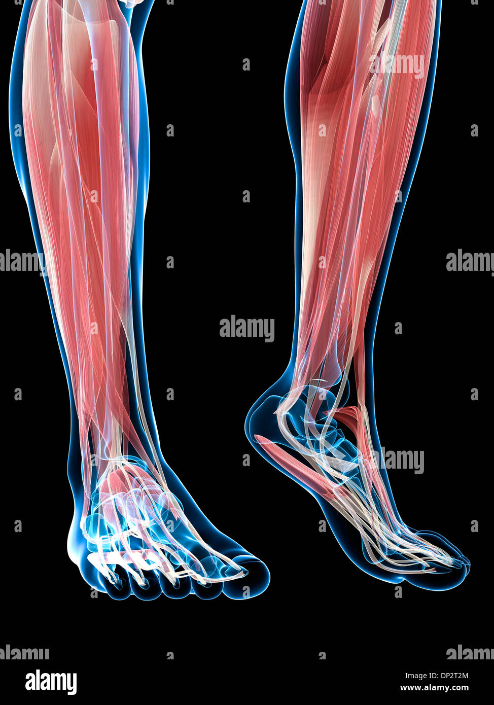 Muscles of the foot hi-res stock photography and images - Alamy