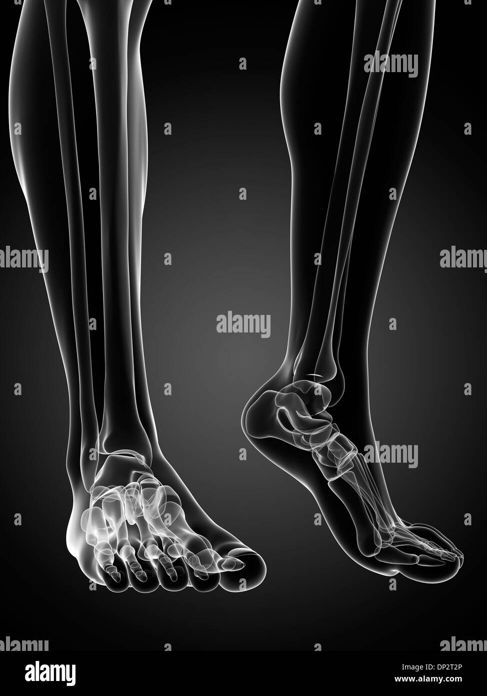 Toe bones Black and White Stock Photos & Images - Alamy