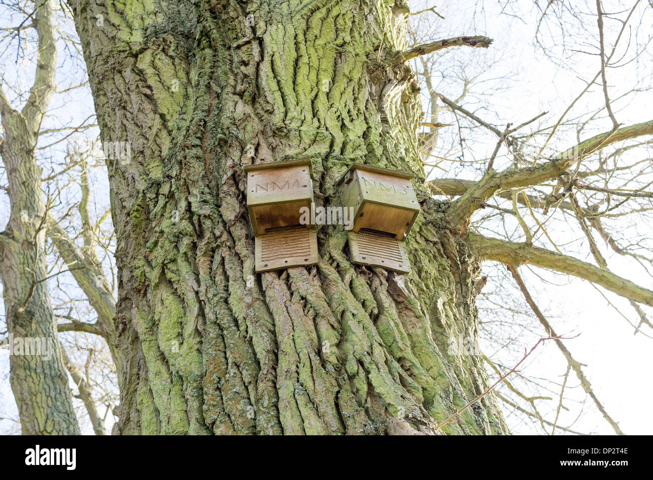 Bat boxes tree hi-res stock photography and images - Alamy