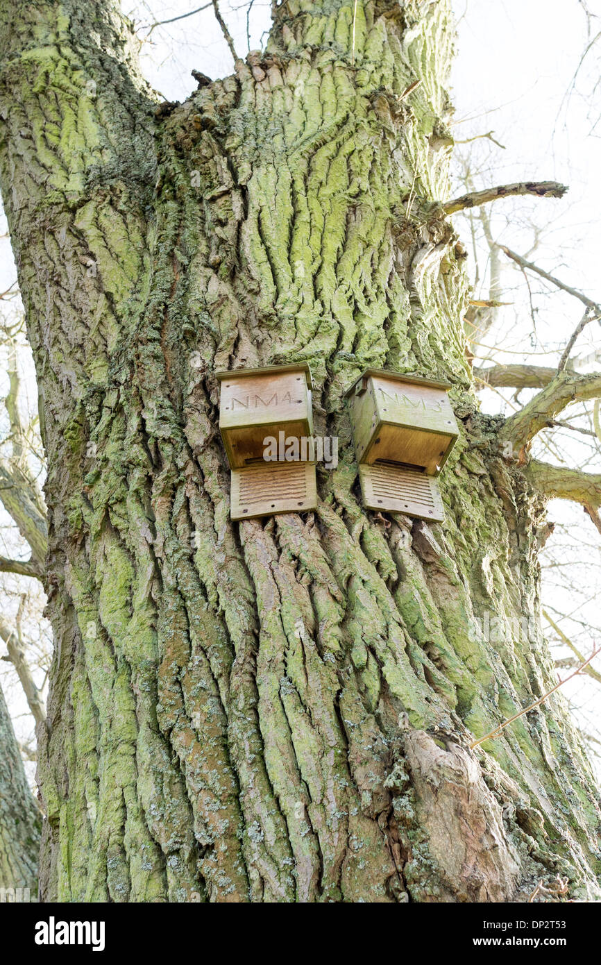Bat boxes tree hi-res stock photography and images - Alamy