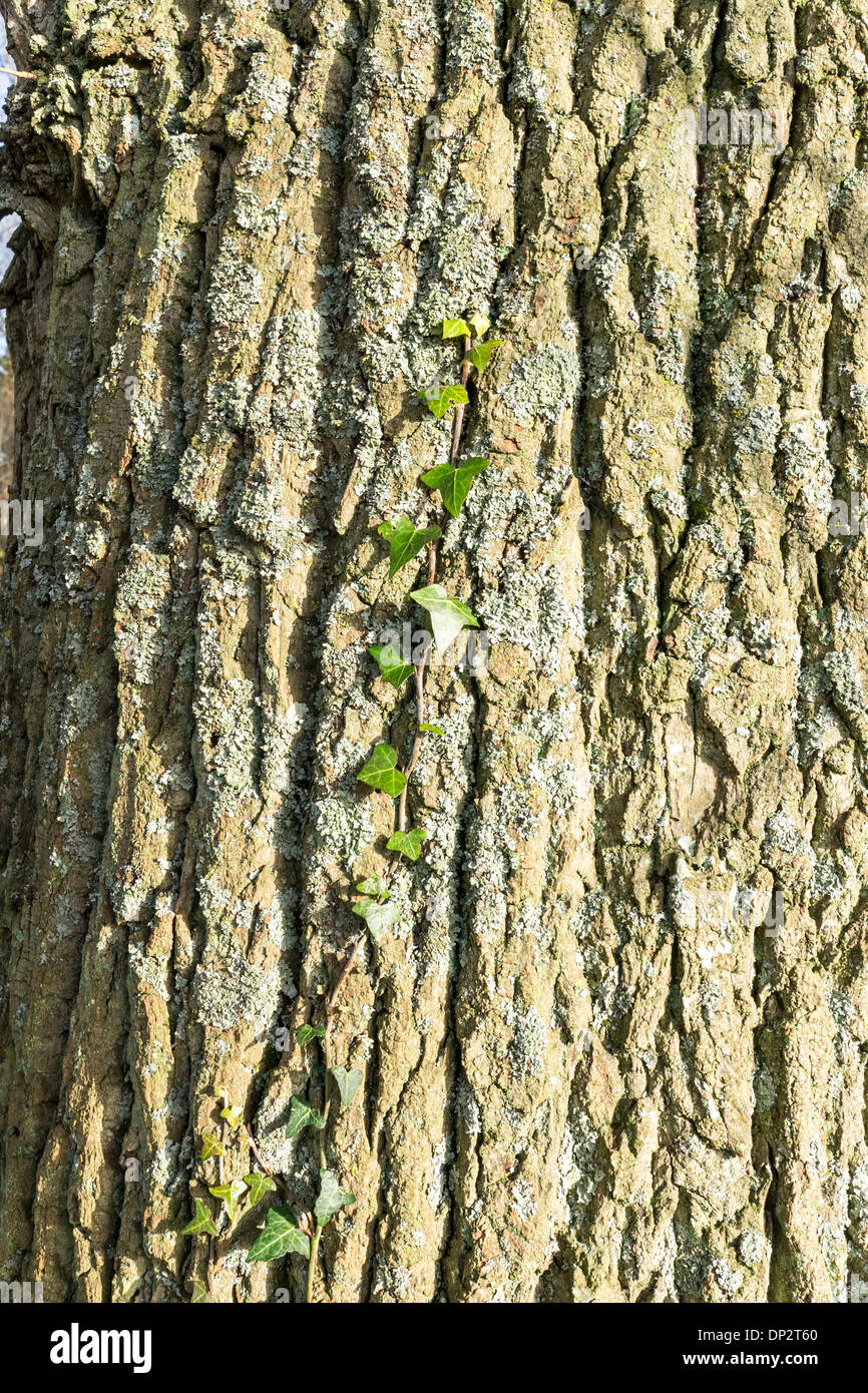 Plant growing growth parasite ivy hi-res stock photography and images ...