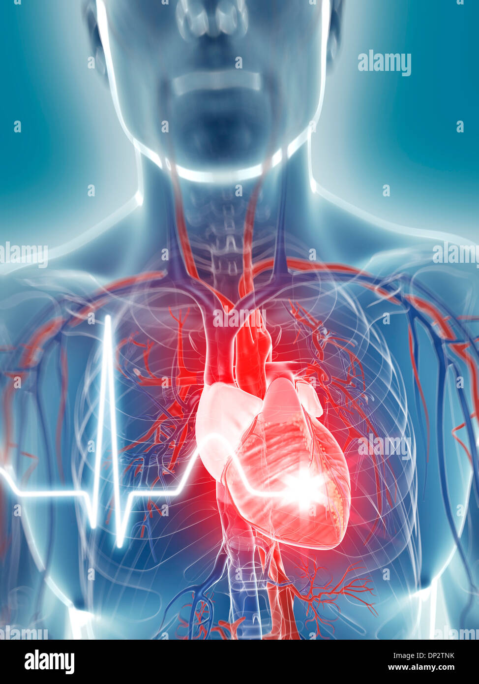 Heart beat hi-res stock photography and images - Alamy