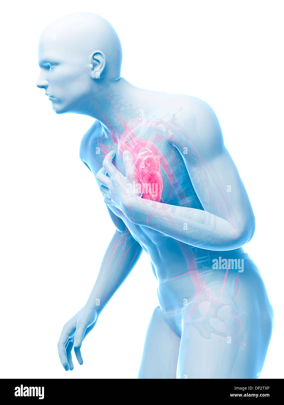Human heart anatomy side view hi-res stock photography and images - Alamy