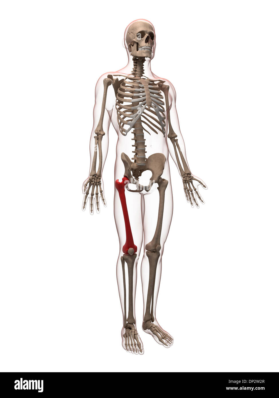 Thigh bone, artwork Stock Photo - Alamy