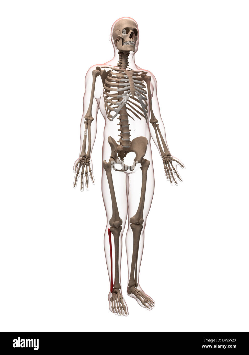 Calf bone hi-res stock photography and images - Alamy